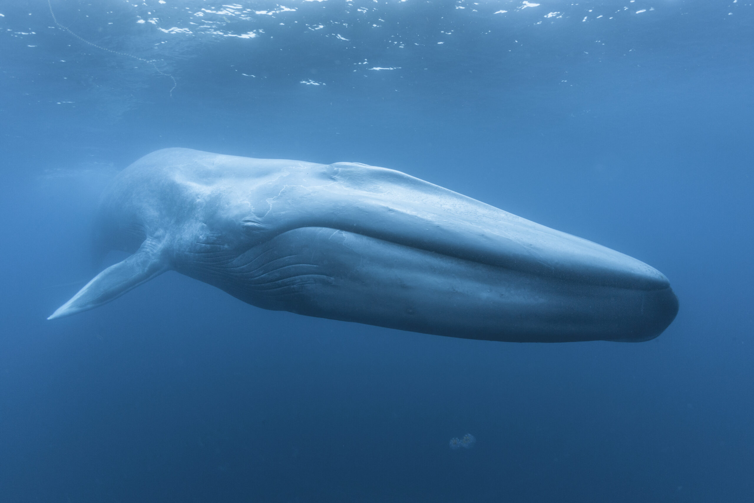 Out of the Depths: The Blue Whale Story - Teo, All about touring ...
